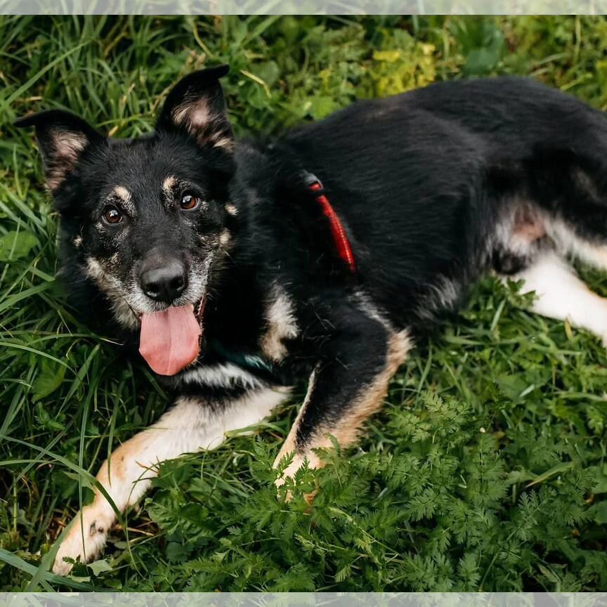 Взрослый пёс в добрые руки