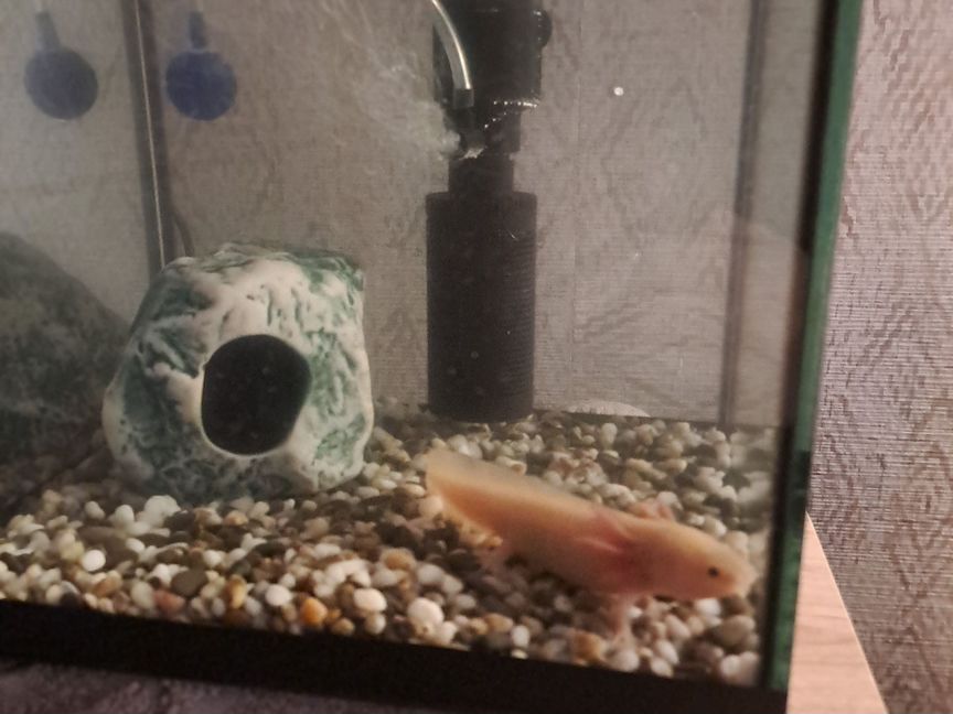 Аксолотль (отдам вместе с аквариумом)