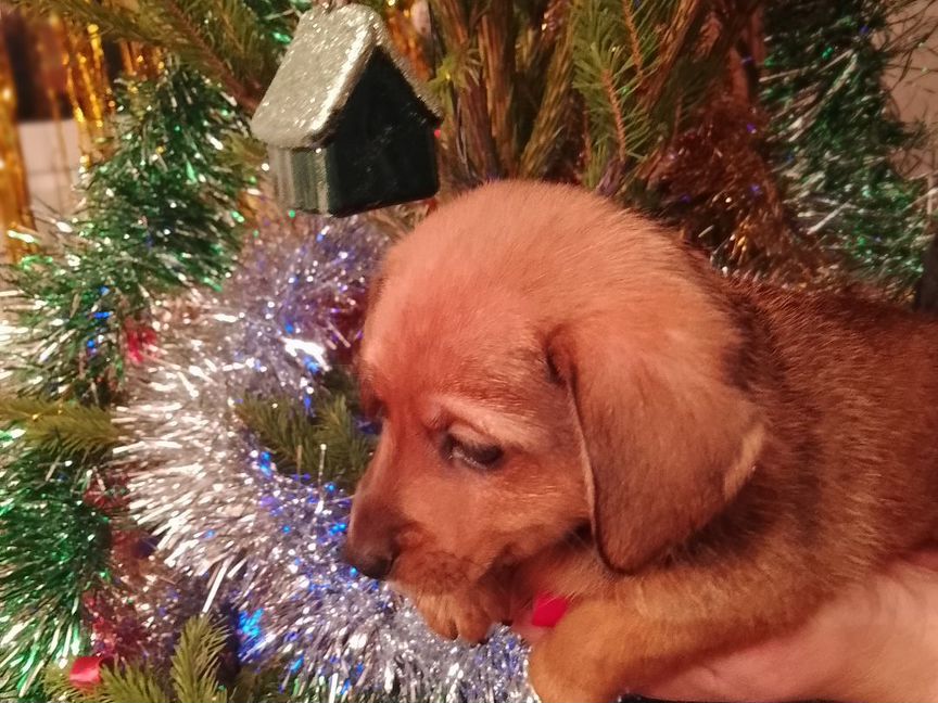 Щенки таксы