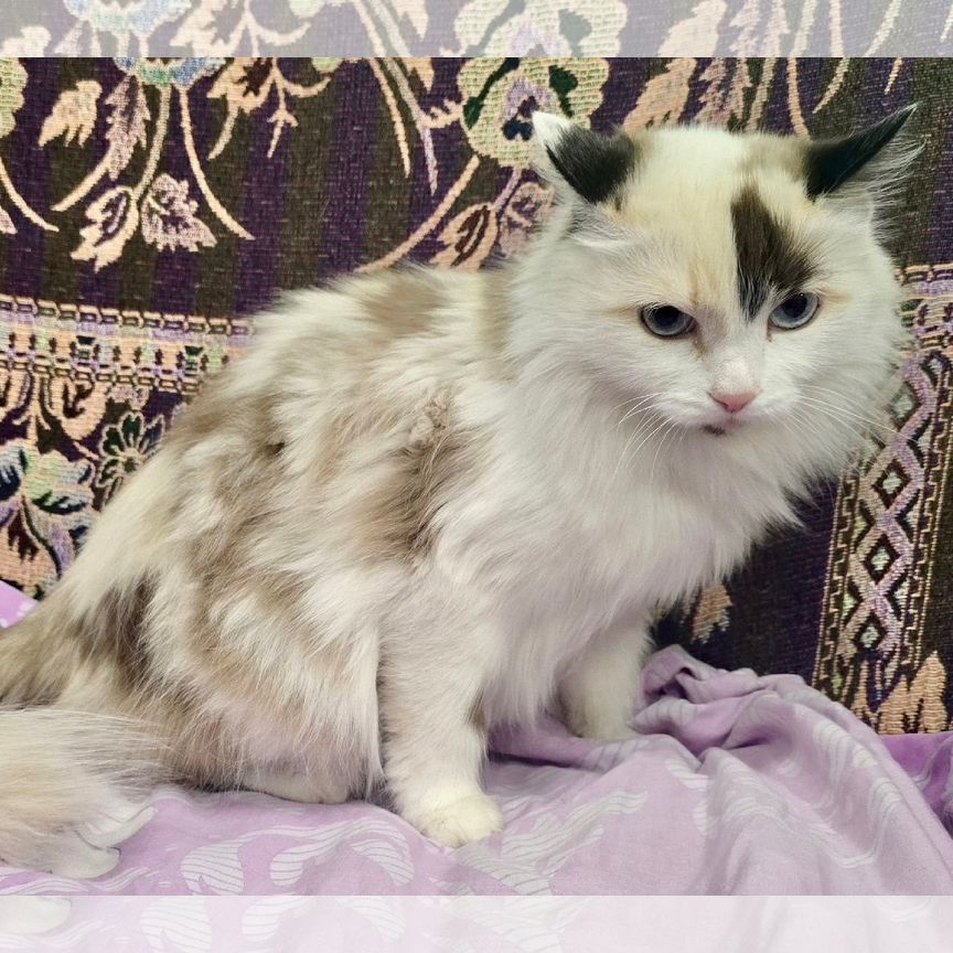 Рэгдолл, взрослая кошка