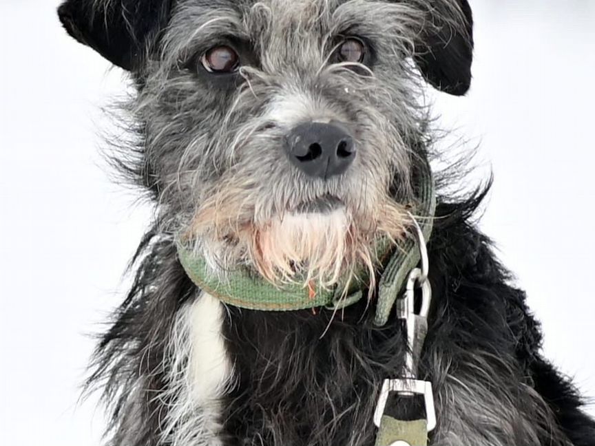 Собака в добрые руки