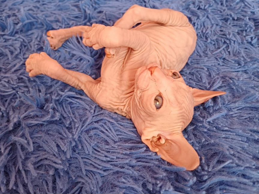 Донской сфинкс котята резинки