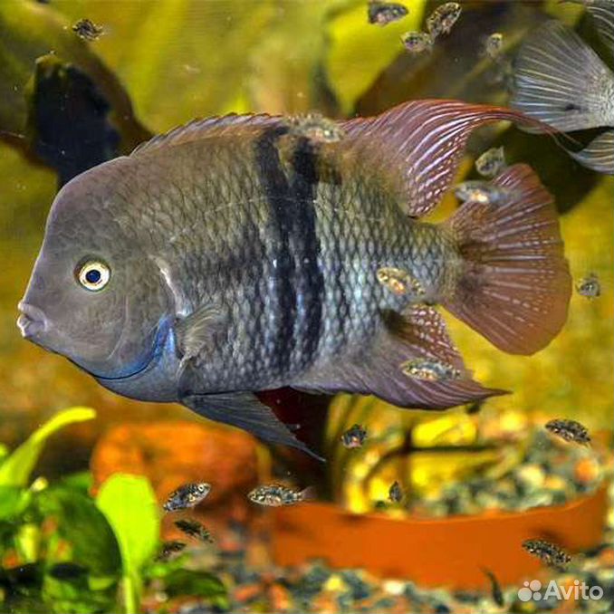 Цихлазома Сэджика (арт 3156)