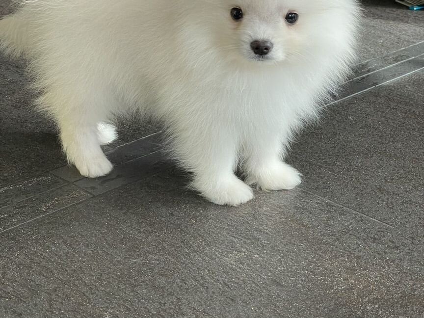 Щенки померанского шпица