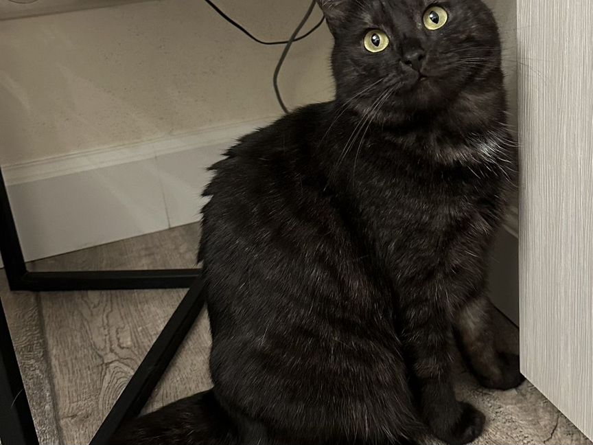 Гаечка 2 года стерилизованная