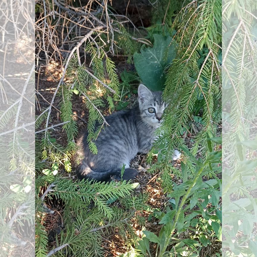 Британский короткошёрстный котёнок