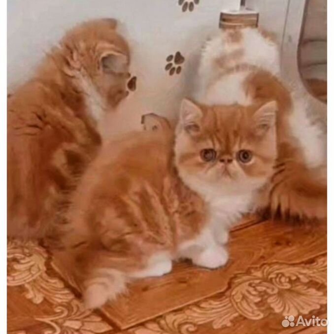 Солнечный зайчик