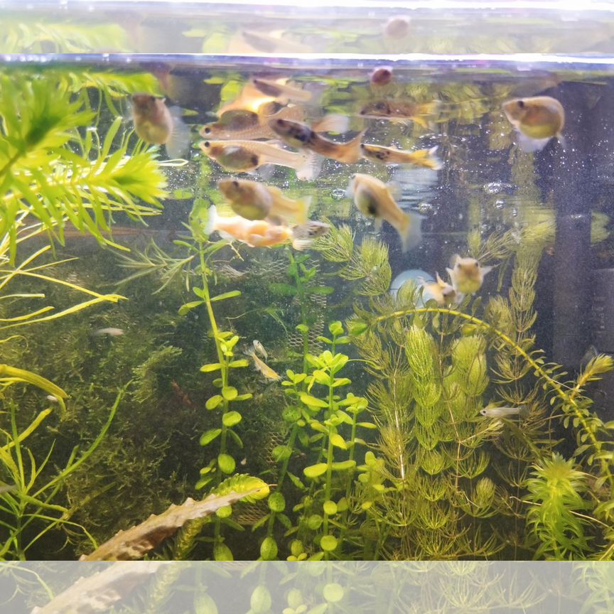 Рыбки гуппи зелёная кобра, ампулярии