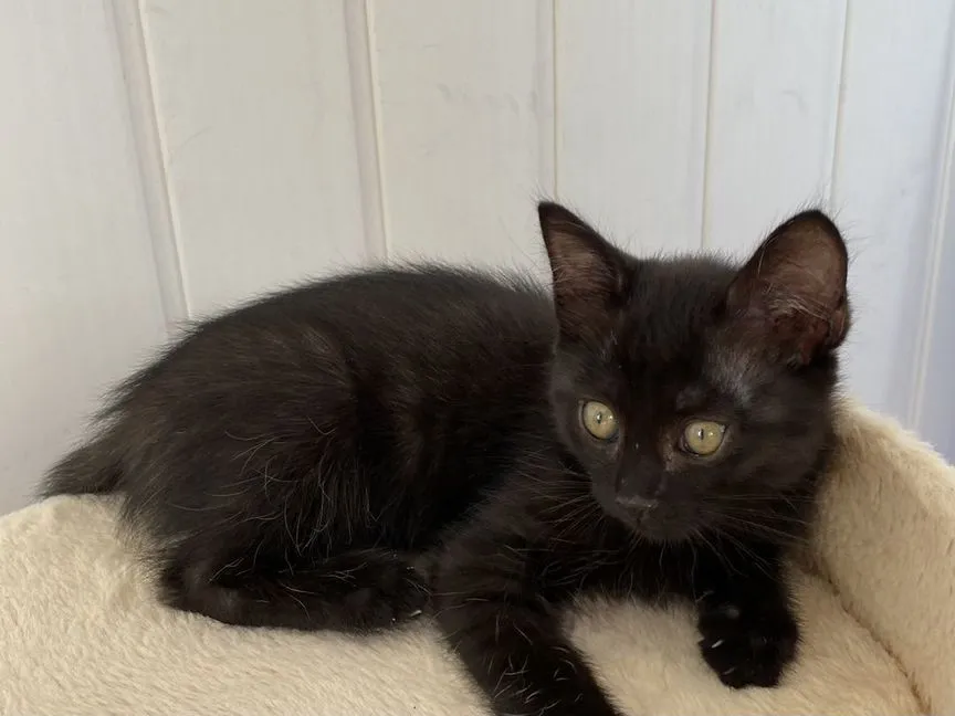 Котенок 1.5 месяца