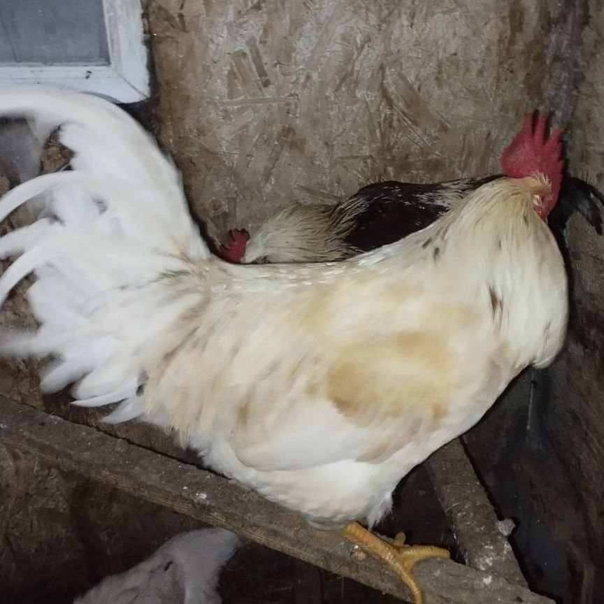 Домашние молодые петухи