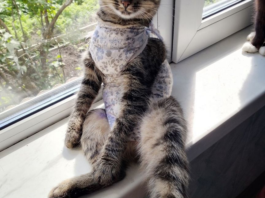 Отдам в добрые руки кошечку