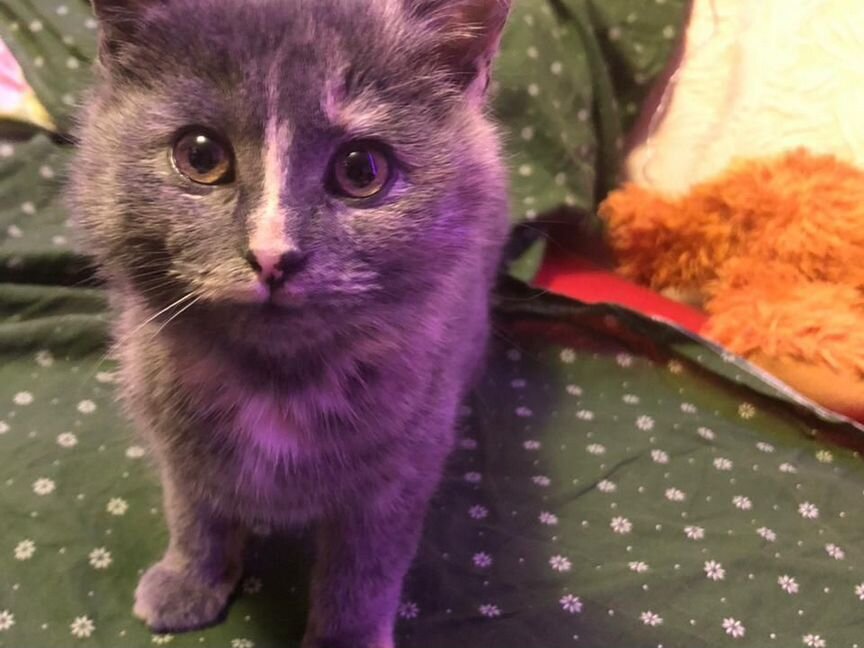 Шатланская кошка