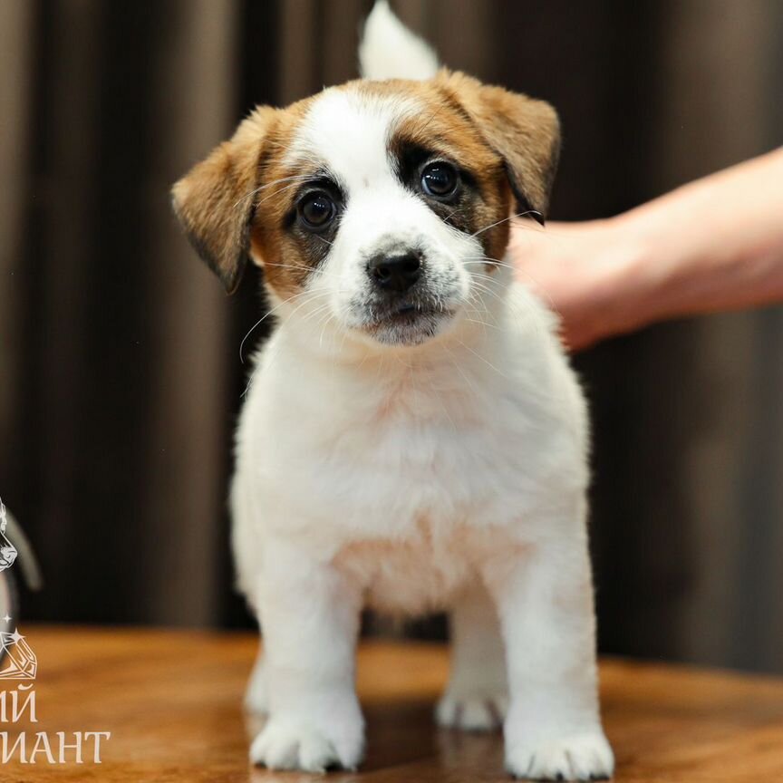 Джек-рассел-терьер, щенок