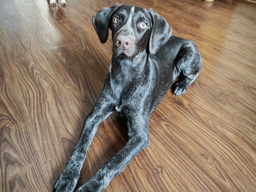 Собака курцхаар