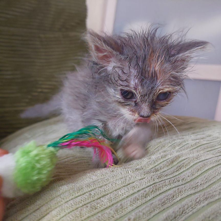 Котёнок 1,5 месяца девочка