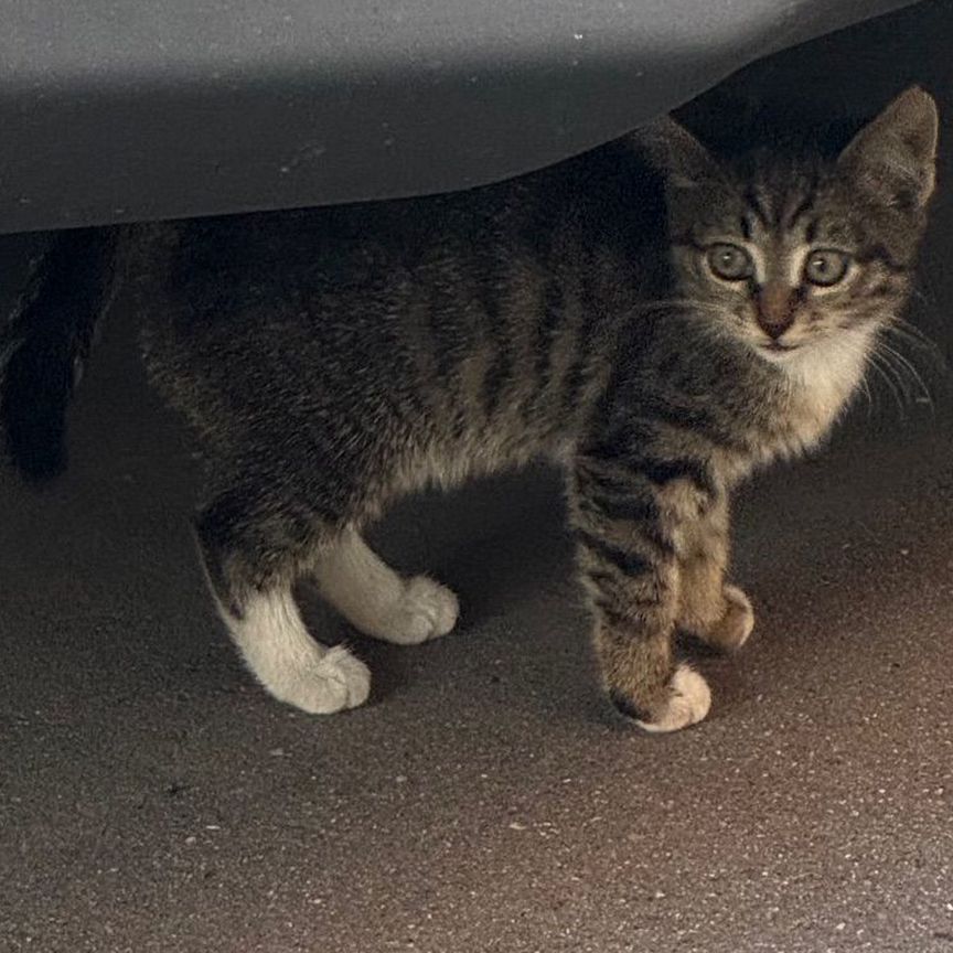 Котенок в добрые руки
