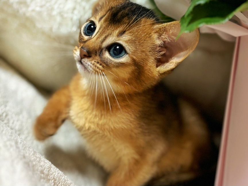 Абиссинская кошка