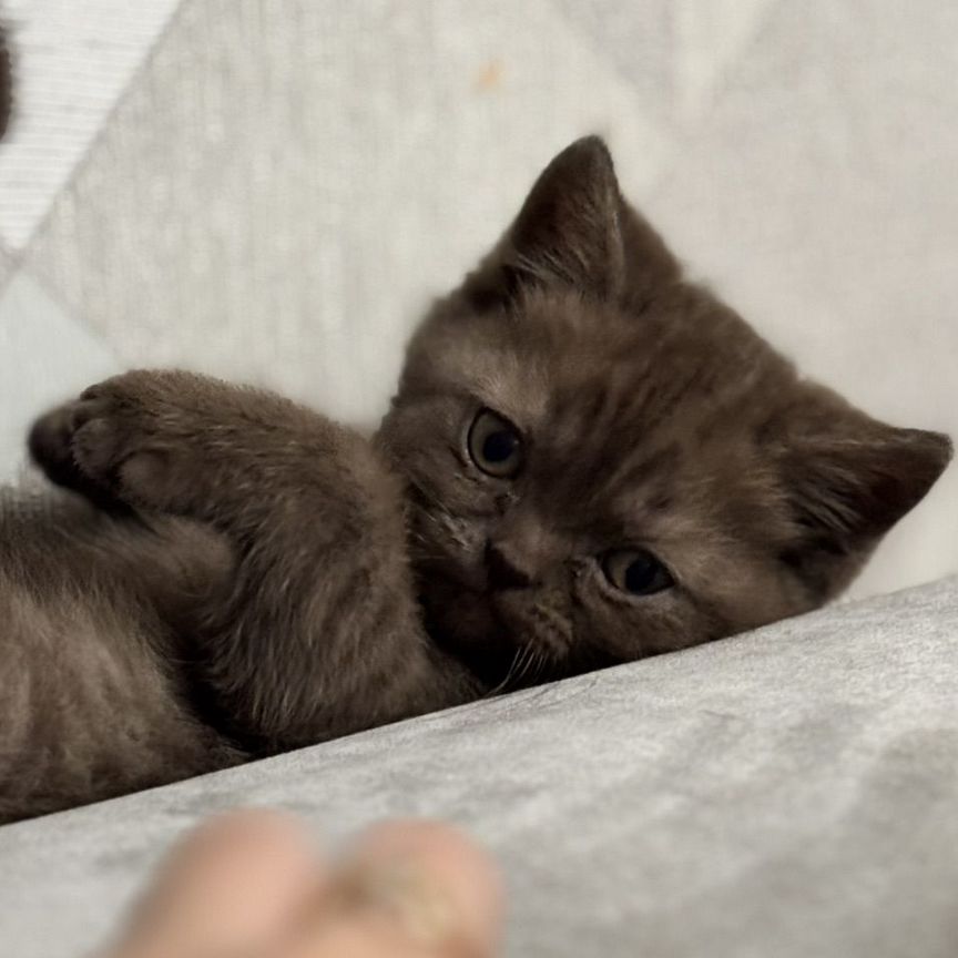 Британские котята