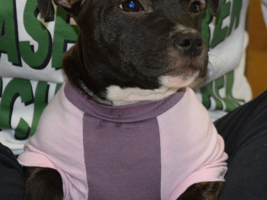 Щенок английского стаффордширского бультерьера