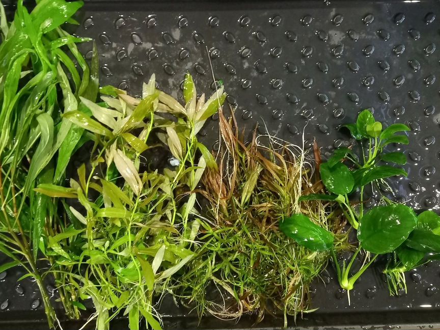 Аквариумные растения. Прополка. Гигрофила, людвиги