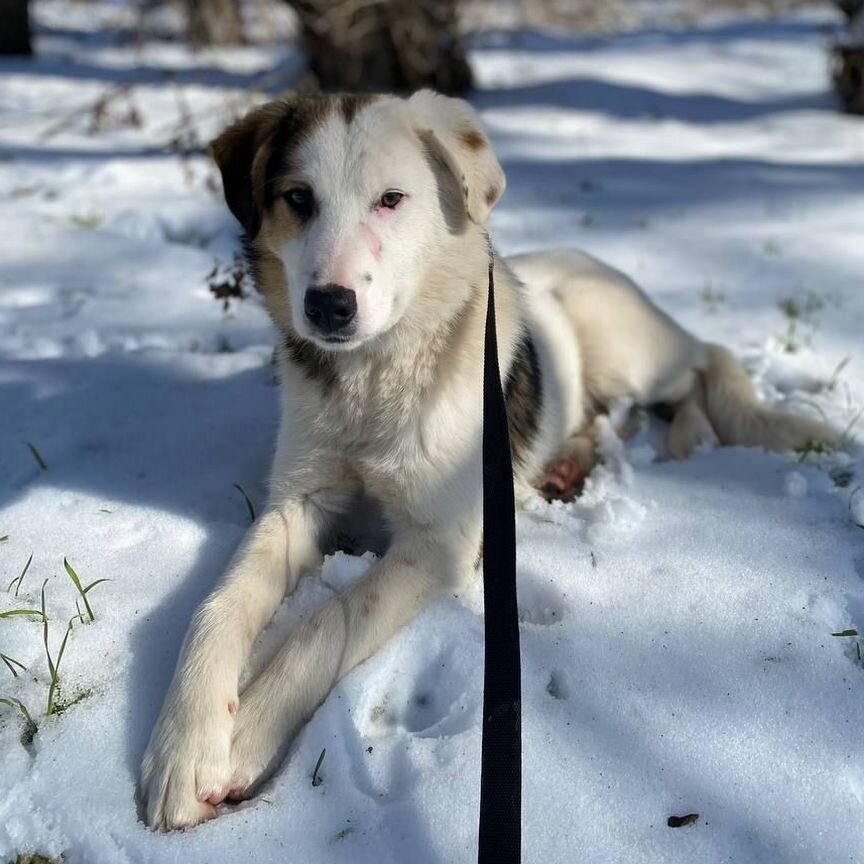 Взрослый пёс в добрые руки