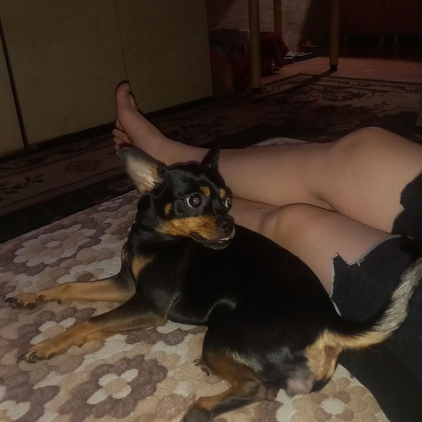 Той-терьер 2 года