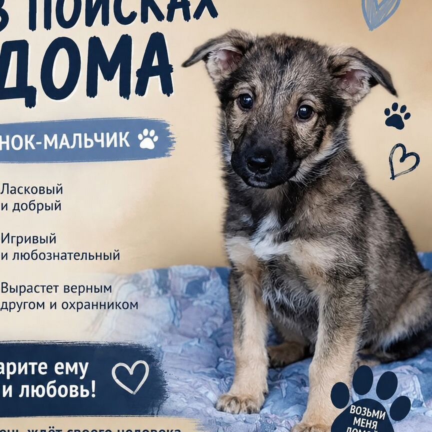 Щенок в добрые руки