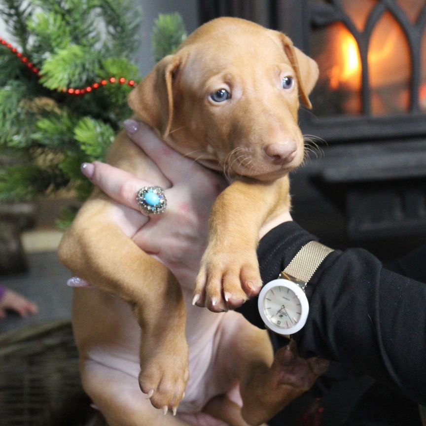 Фараонова собака, щенок