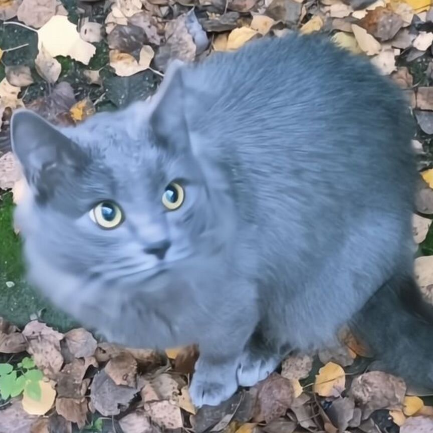 Взрослая кошка в добрые руки