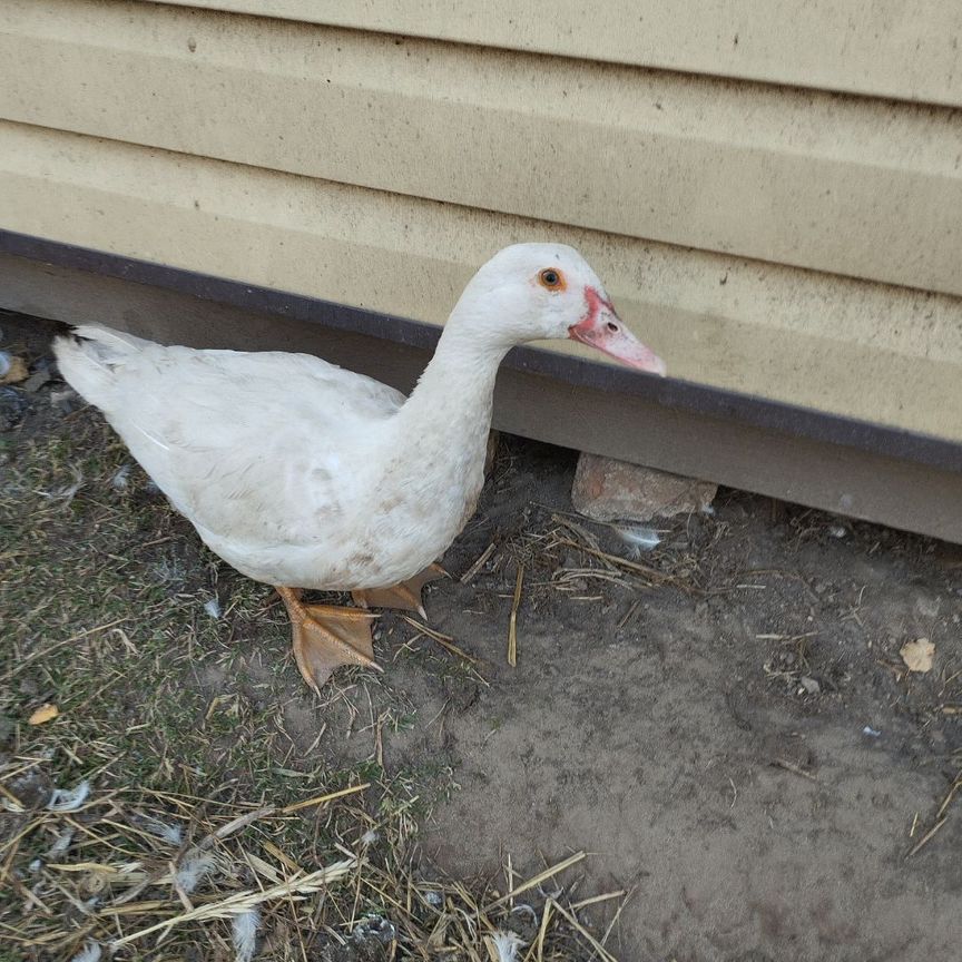 Молодые индоутки