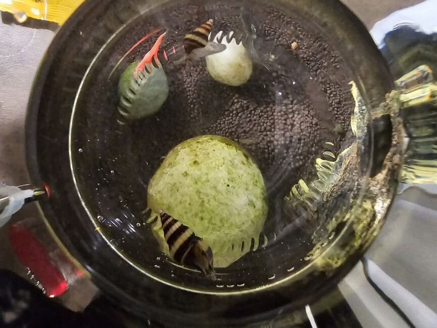 Улитки хилена