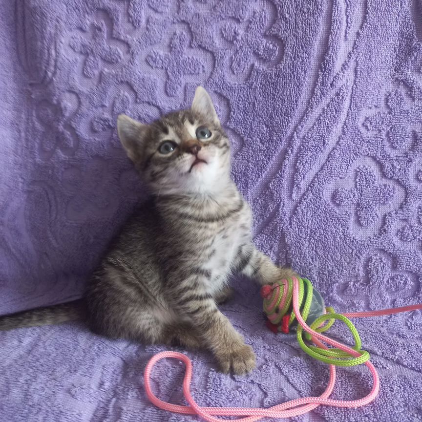 Котенок девочка