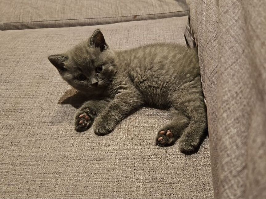 Британский котенок