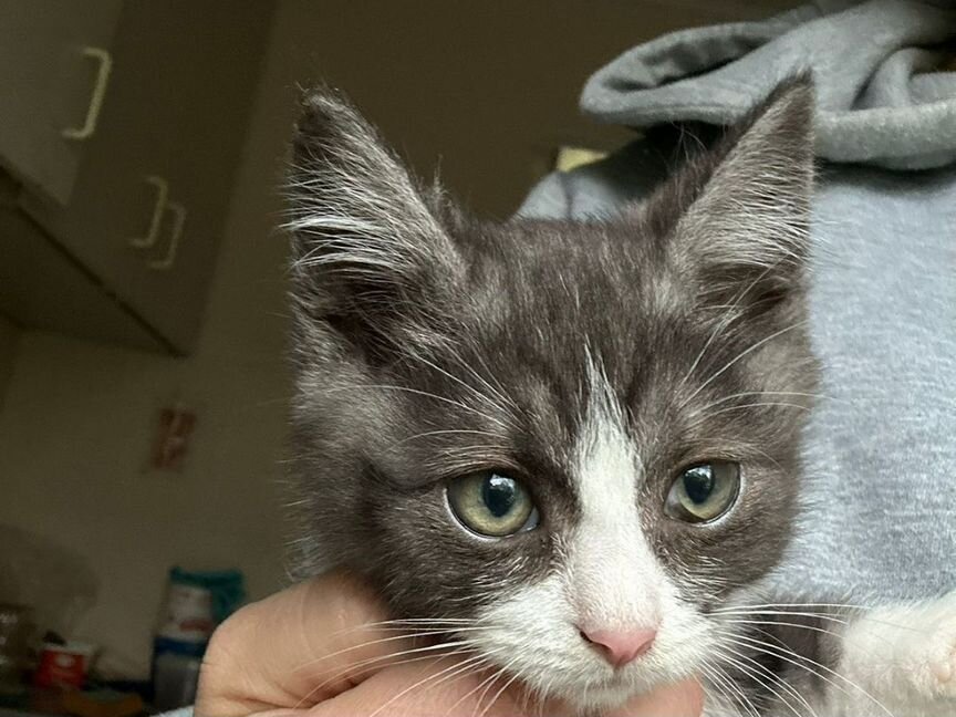 Котята в добрые руки бесплатно