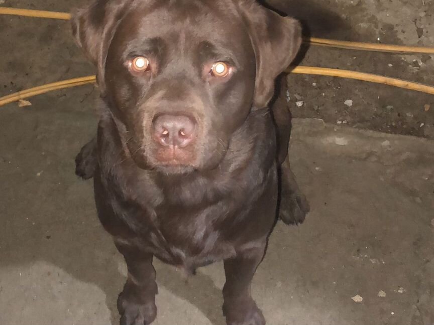 Кобель лабрадора вязка