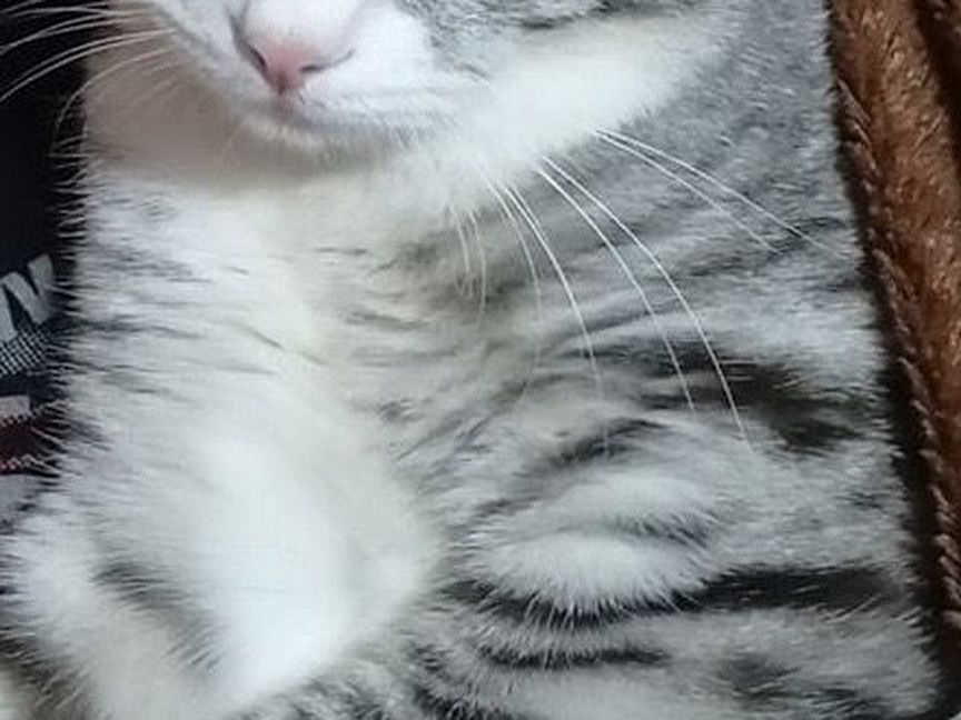 В добрые руки. Коржик и Компот