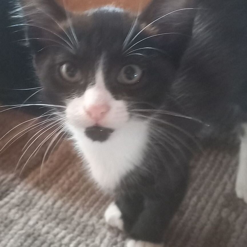 Котята