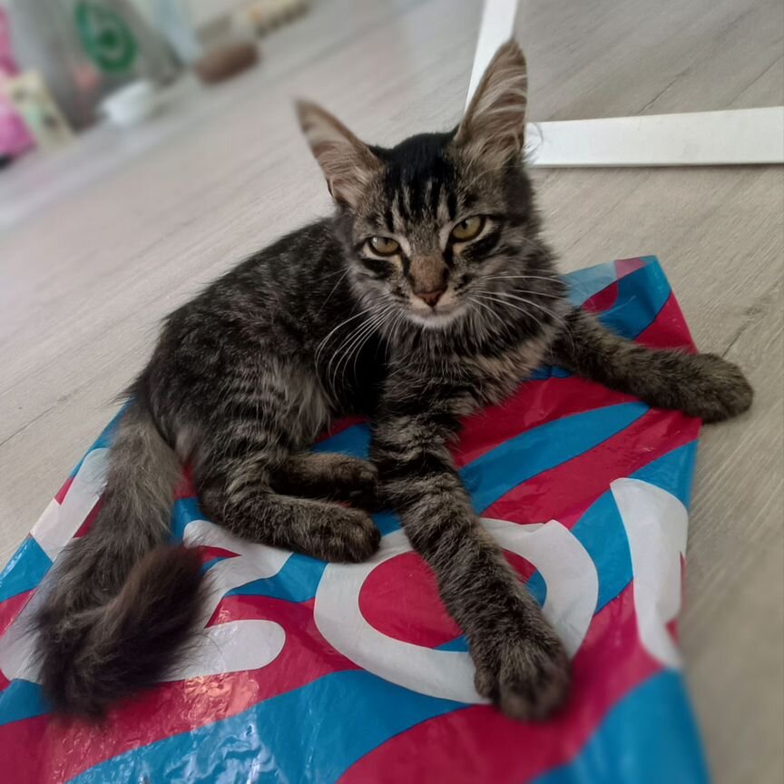 Котёнок
