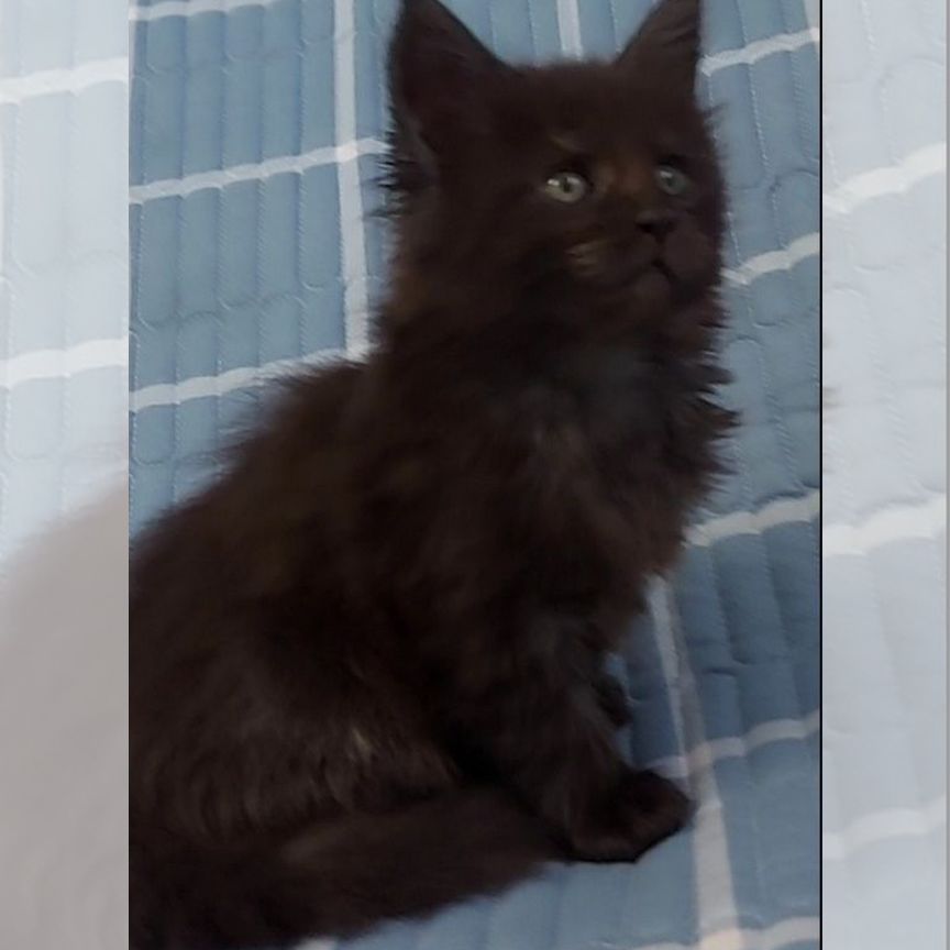 Мейн-кун котёнок