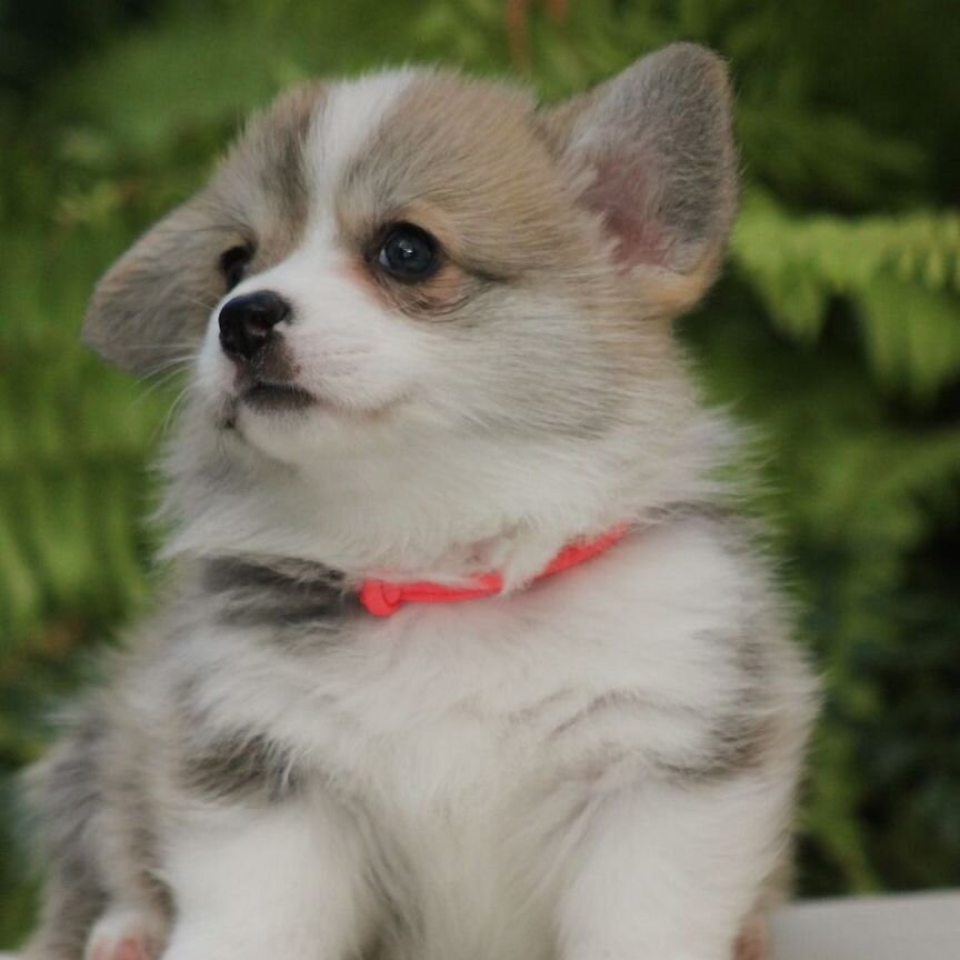 Леди Корги щенок