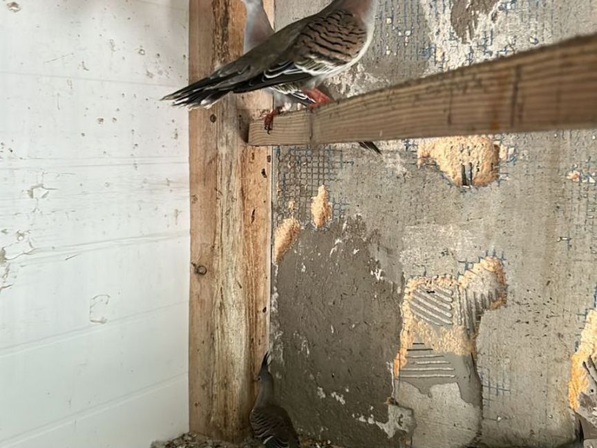 Горлицы австралийские хохлатые