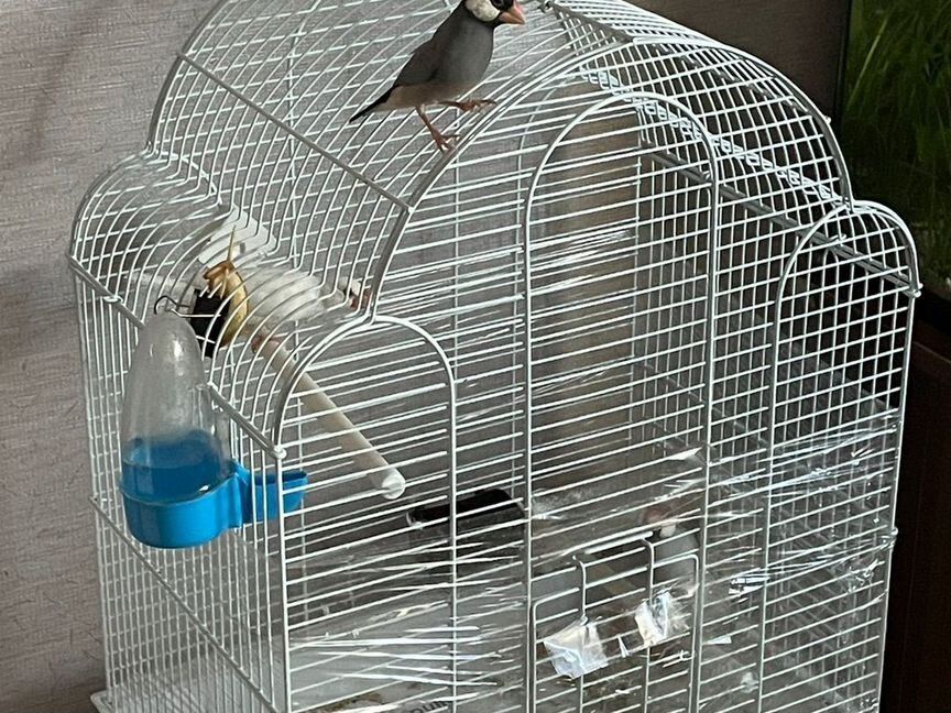 Рисовая амадина