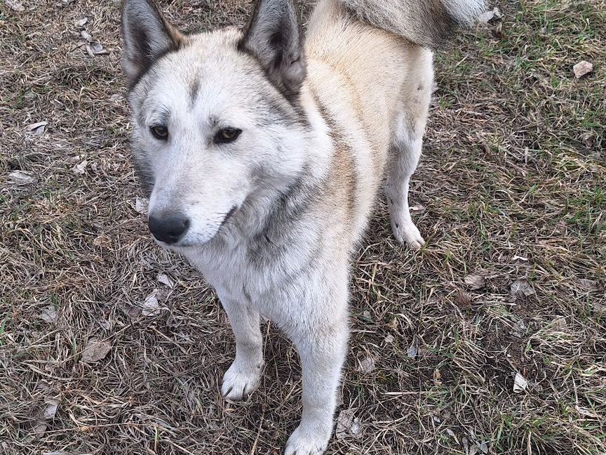 Лайка потеряшка