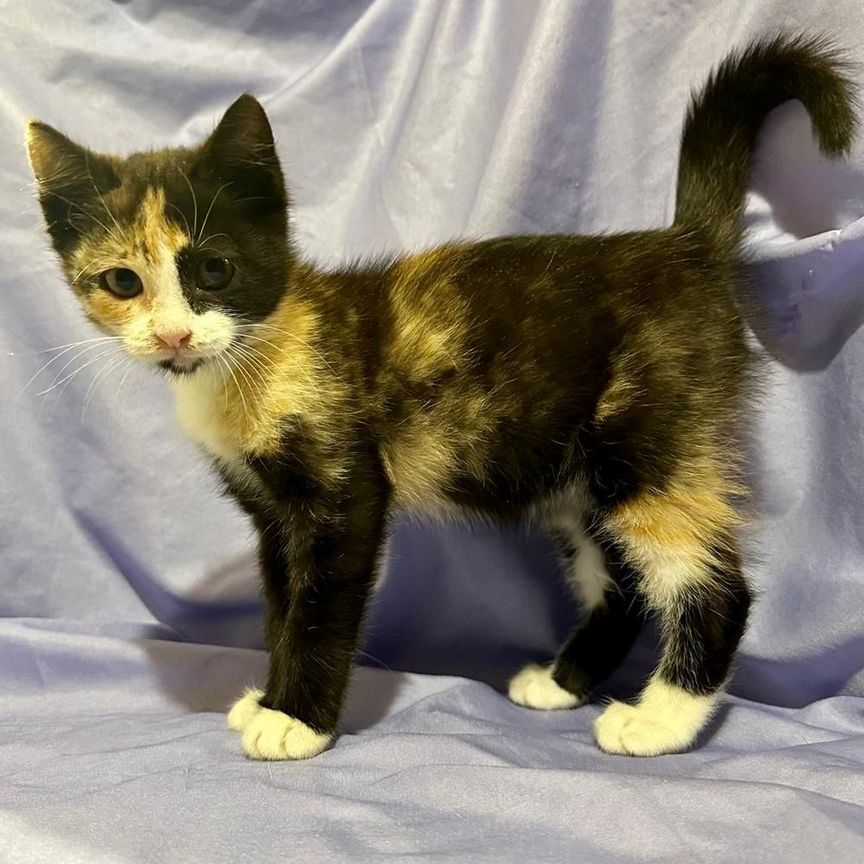 Котя Кьяра ищет дом