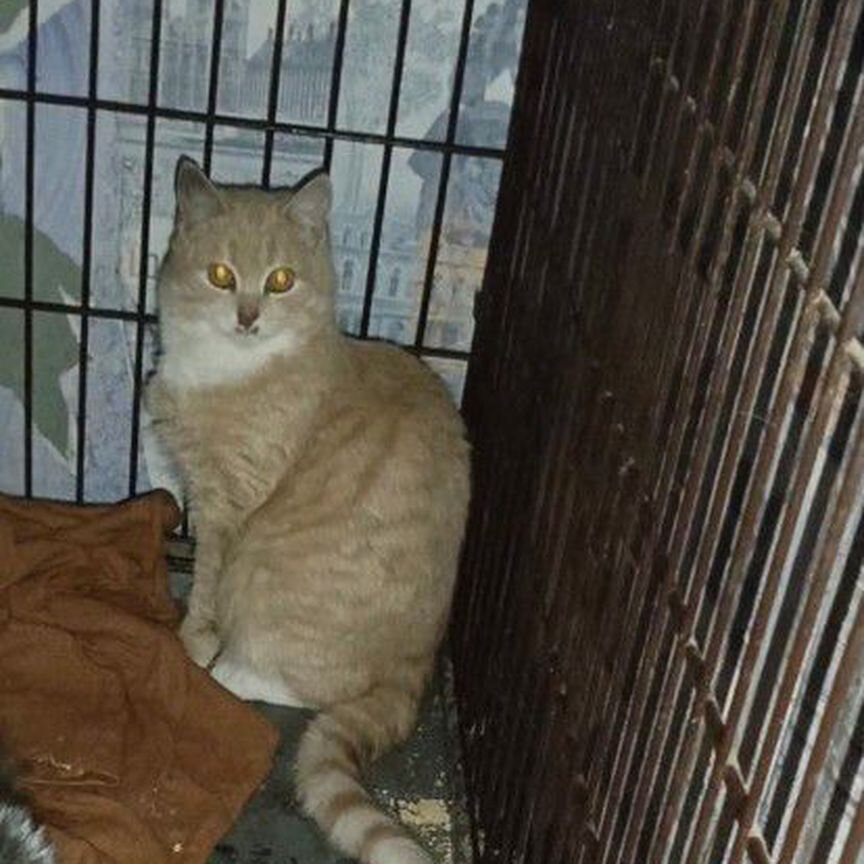 Персиковый котик ищет дом