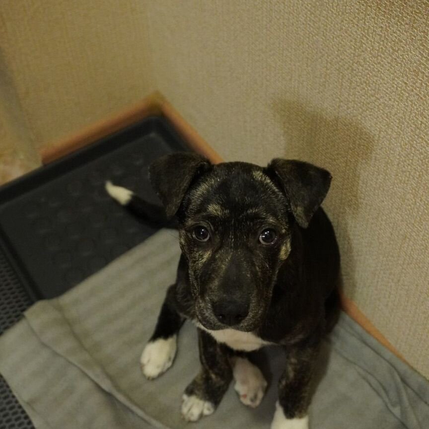 Щенок в добрые руки