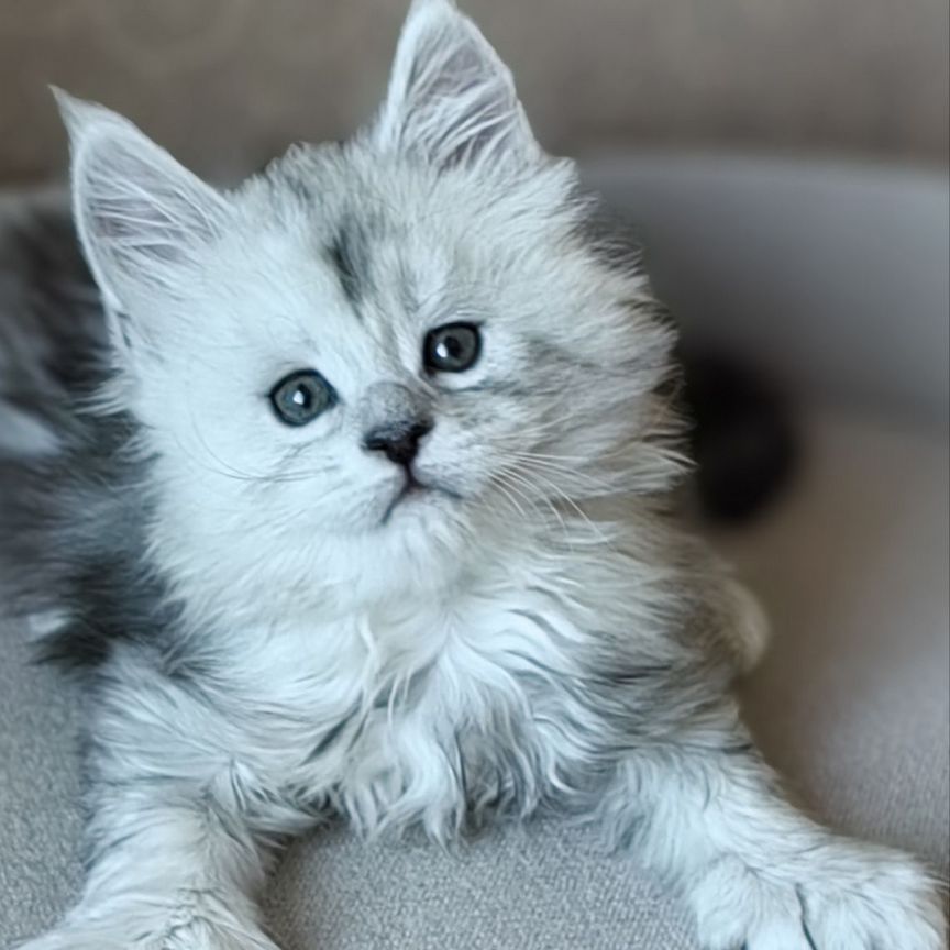 Лучшие котята Мейн кун полидакт