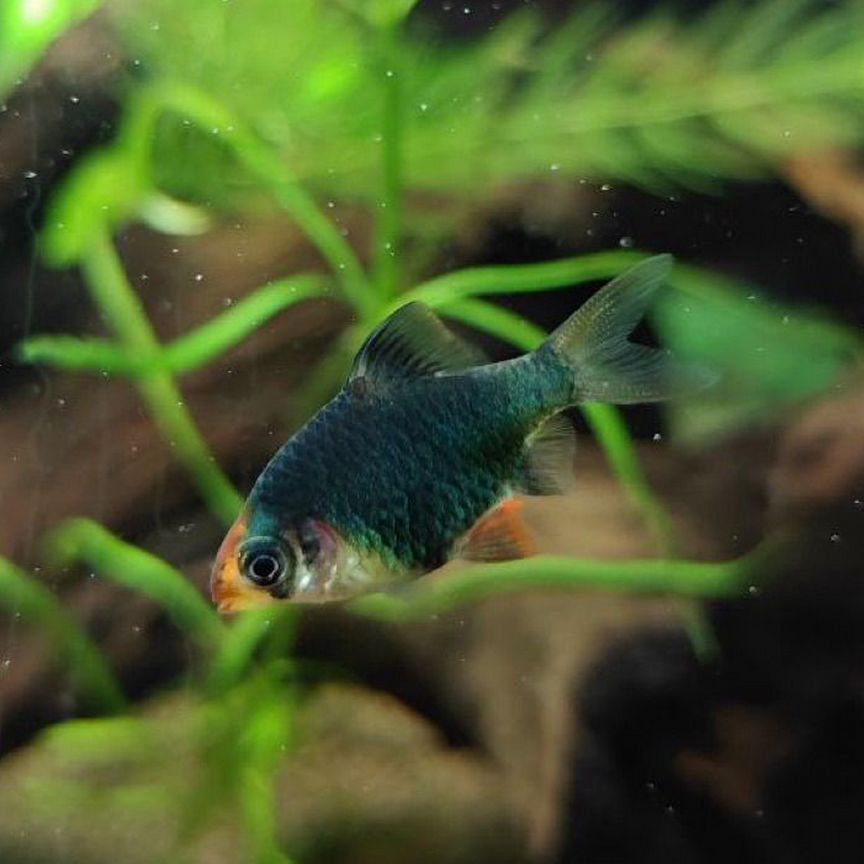 Аквариумные рыбы барбусы