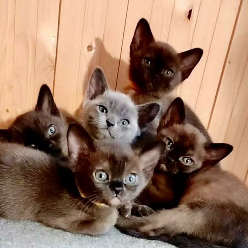 Котята европейской Бурмы