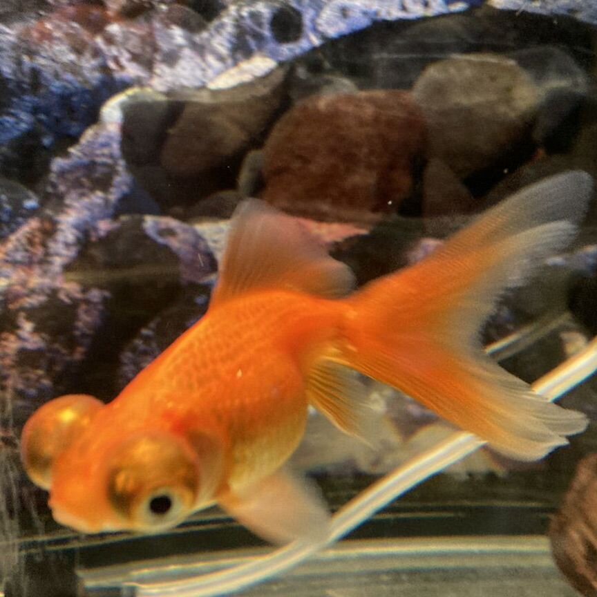 Золотая рыбка телескоп Бабочка